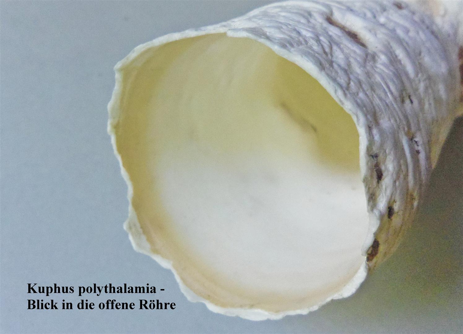 89-1-2012 kuphus 01 (Groß) | eucoprimo